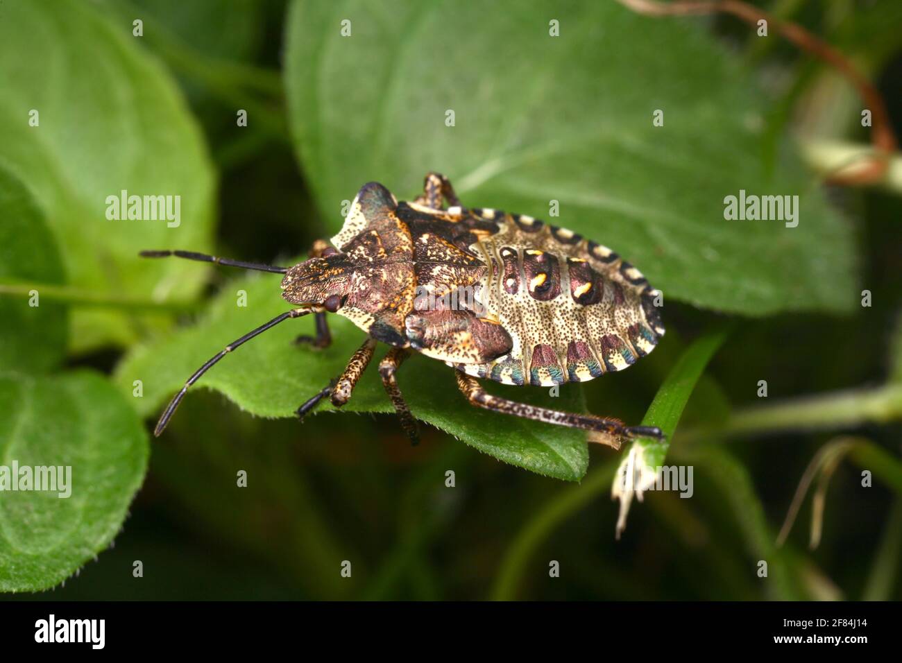Forest bug (Pentatoma rufipes) in the last nymph stage Stock Photo - Alamy