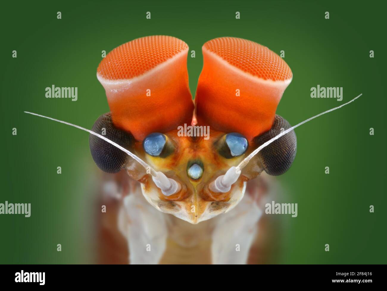 Mayfly (Centroptilum luteolum Stock Photo - Alamy