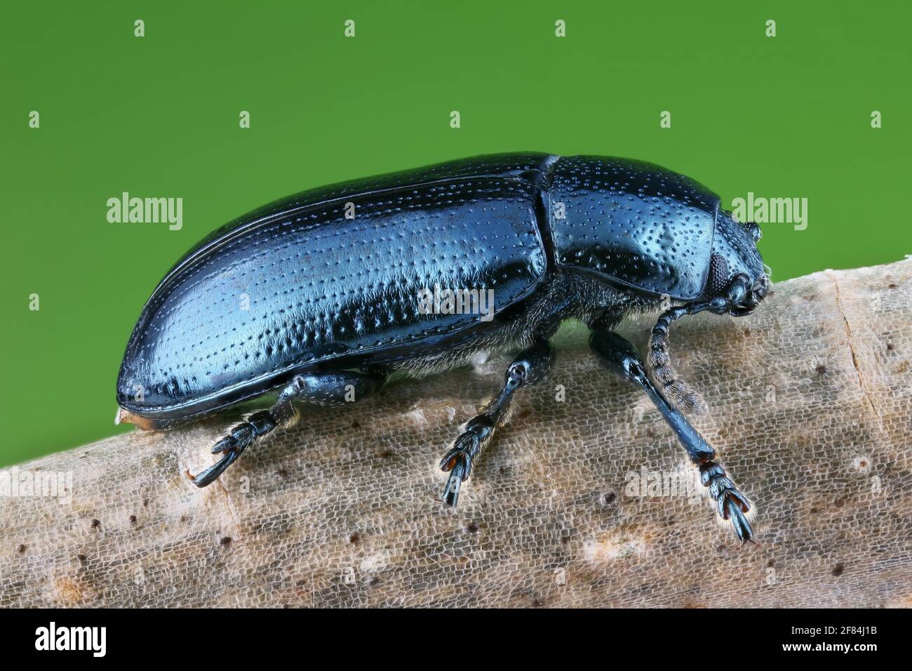Blue leaf beetle (Chrysomelidae) on plant stem Stock Photo - Alamy