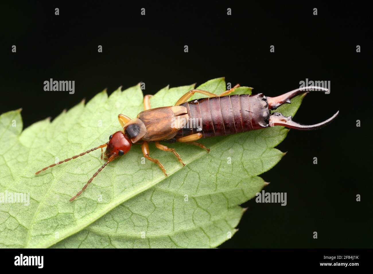 Male of the common catchfly (Forficula auricularia) on leaf against a ...