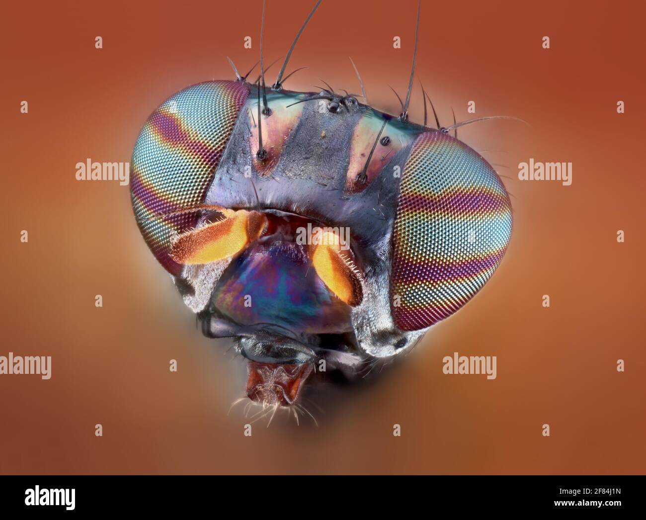 Head of a Lauxaniidae (Lauxaniidae Stock Photo - Alamy