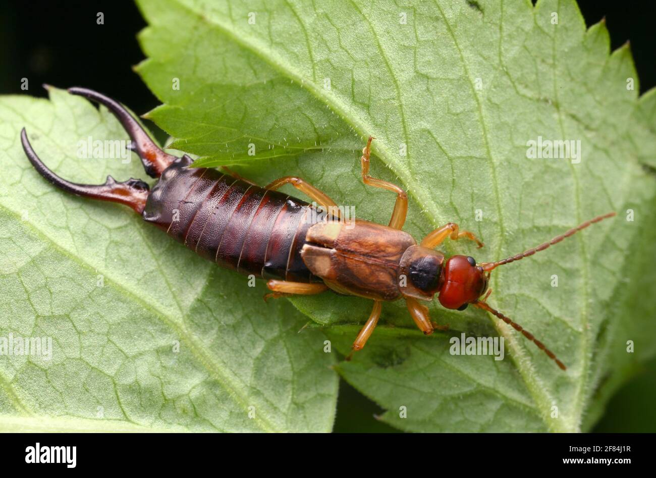 Male of the common catchfly (Forficula auricularia Stock Photo - Alamy