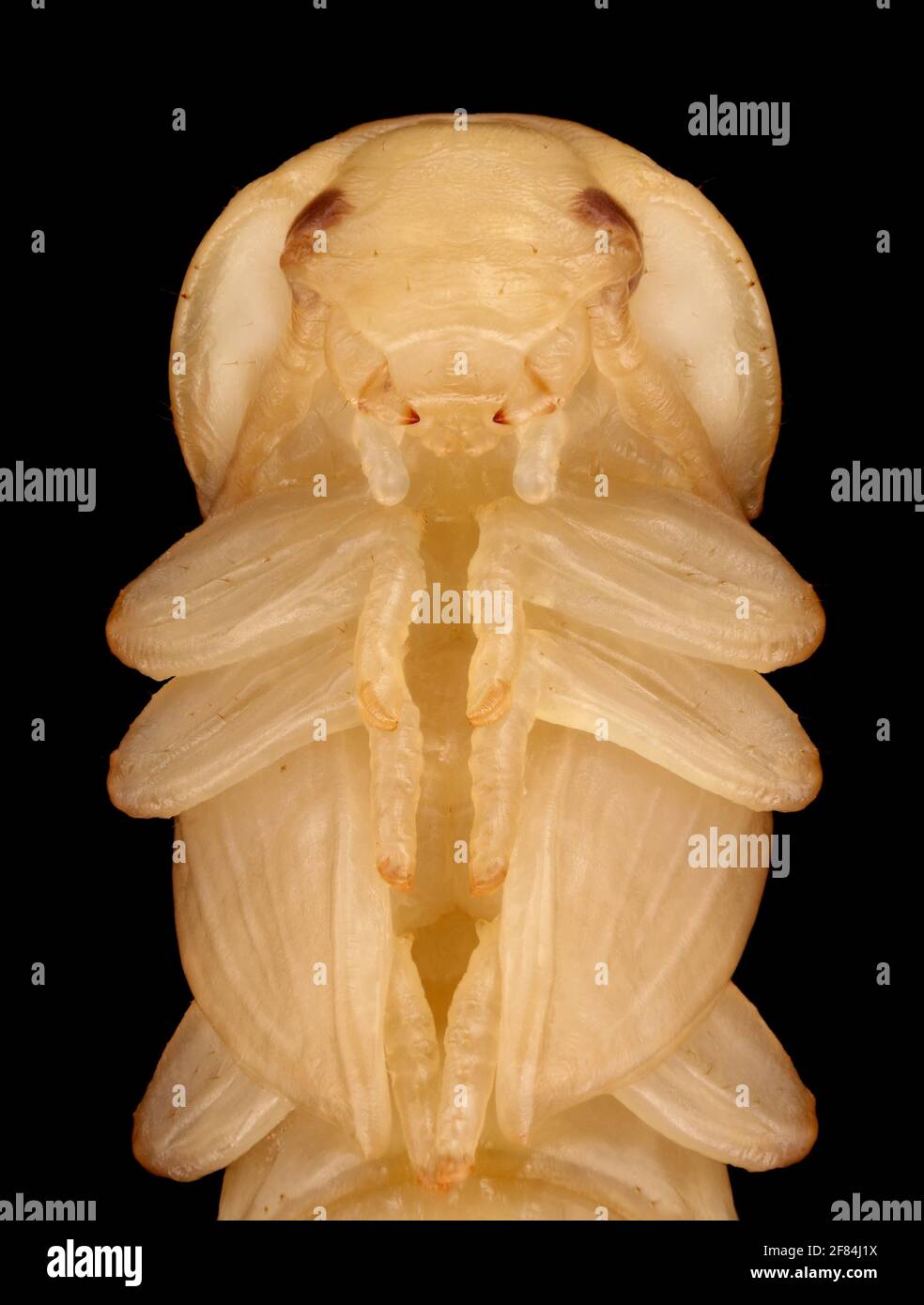 Mealworm (Tenebrio molitor) in pupal stage Stock Photo - Alamy