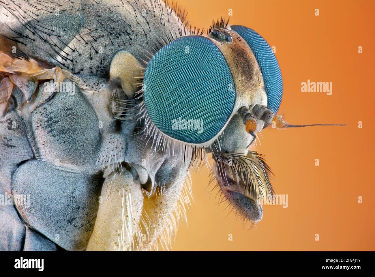Head and thorax of a snipe fly in lateral view Stock Photo - Alamy