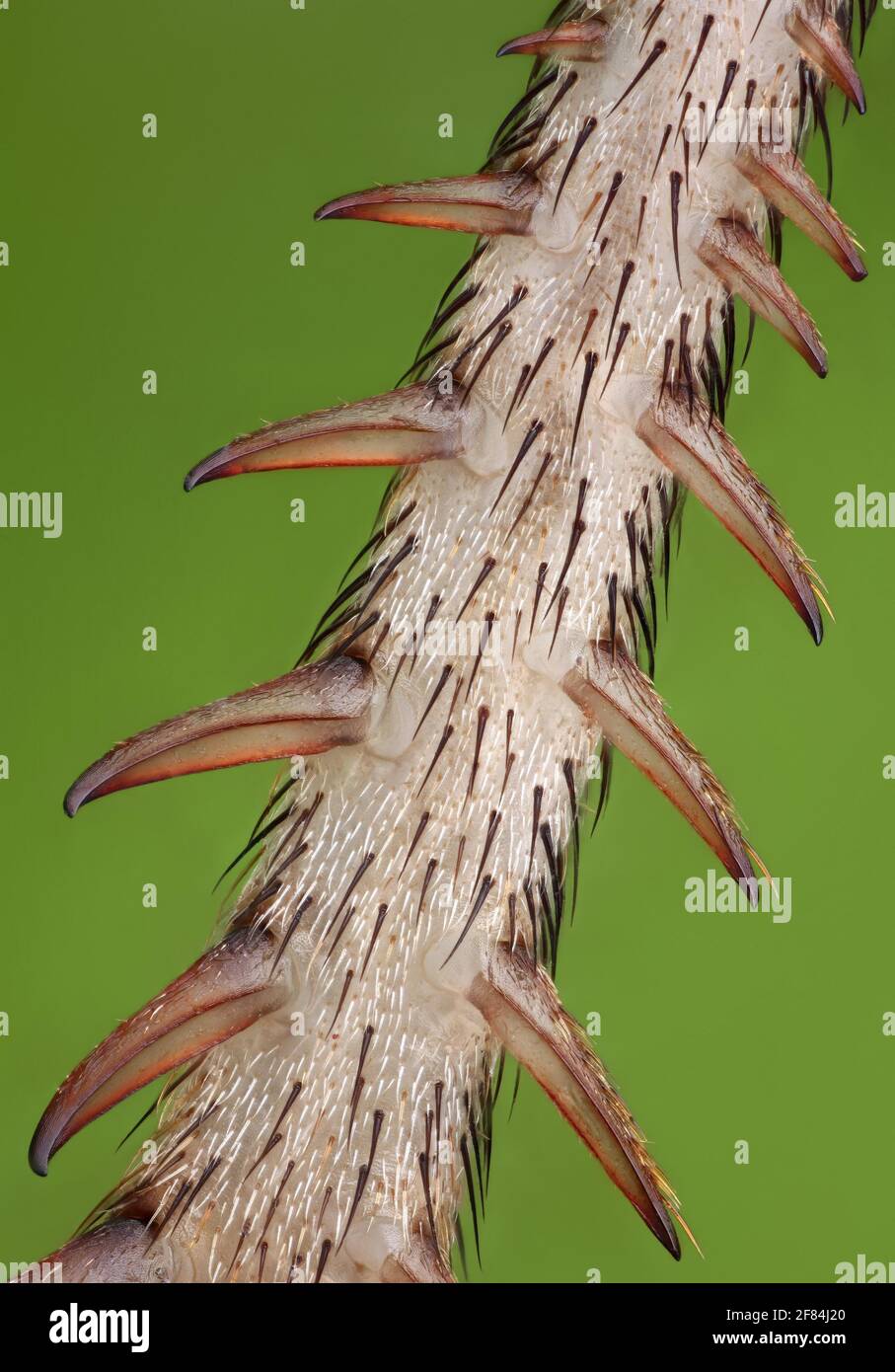 Detail of the leg of a cricket (Gryllidae Stock Photo - Alamy