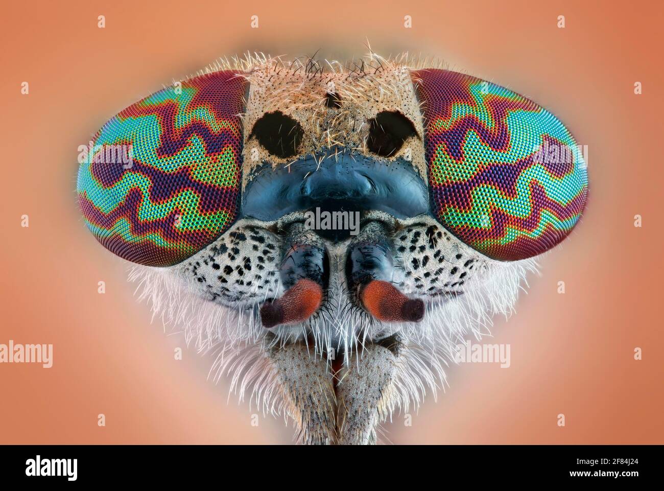 Fly with banded eyes hi-res stock photography and images - Alamy
