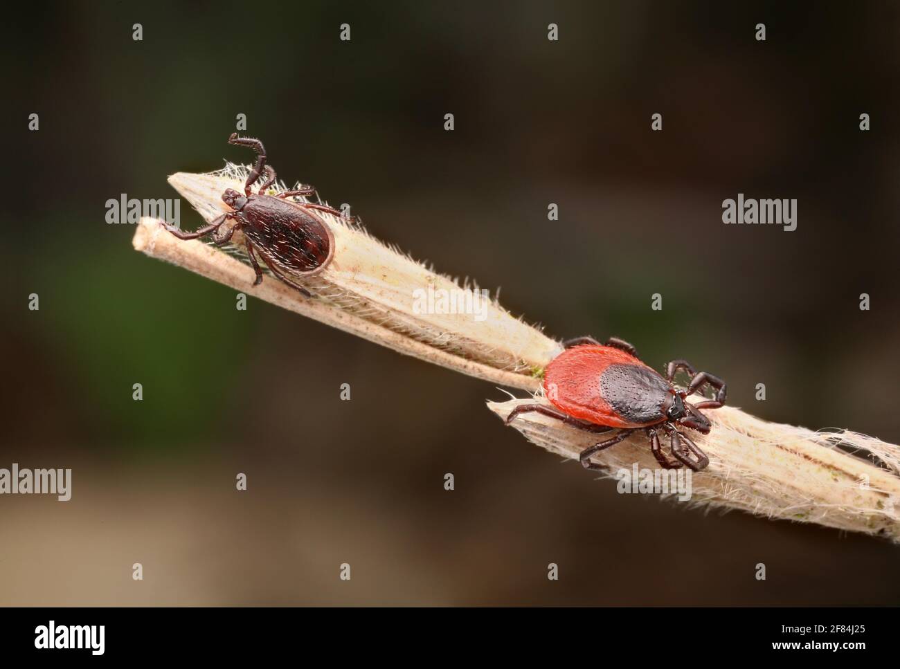 Male and female adult ixodes hi-res stock photography and images - Alamy