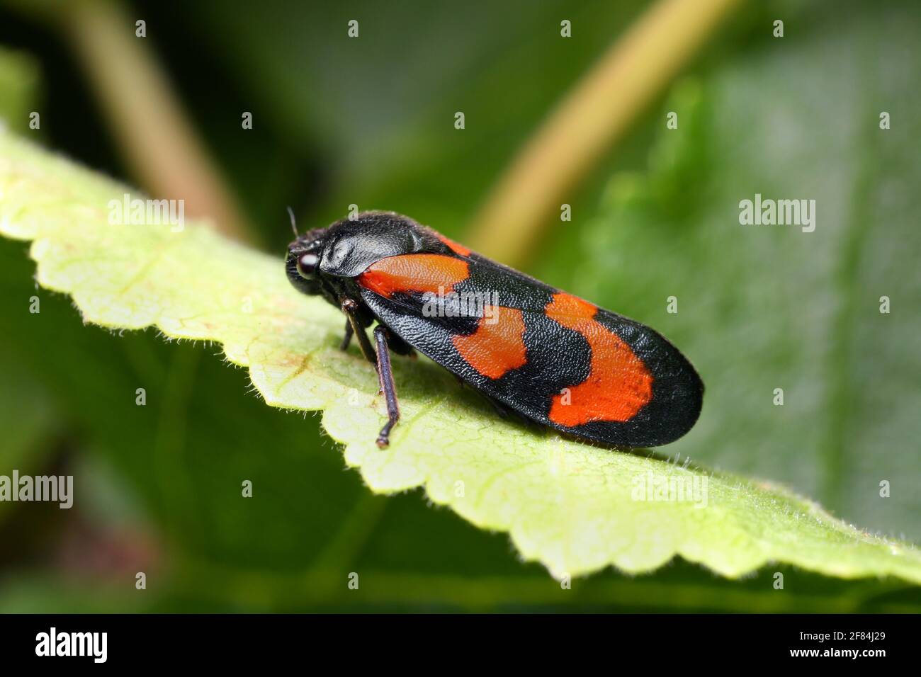 Adult froghopper hi-res stock photography and images - Alamy