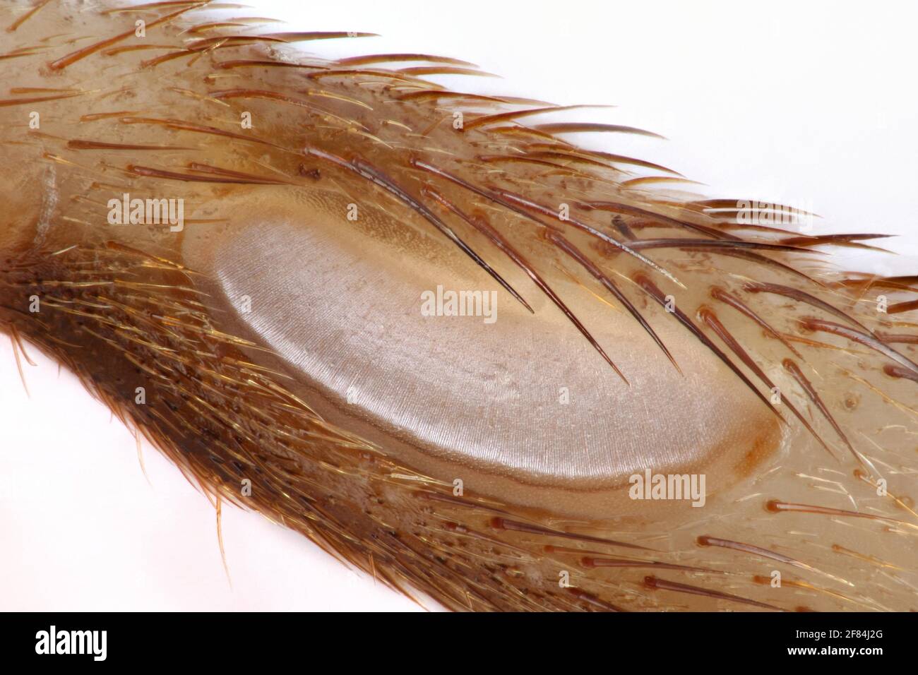 Tympanal organ (auditory organ) of a cricket (Gryllidae Stock Photo - Alamy
