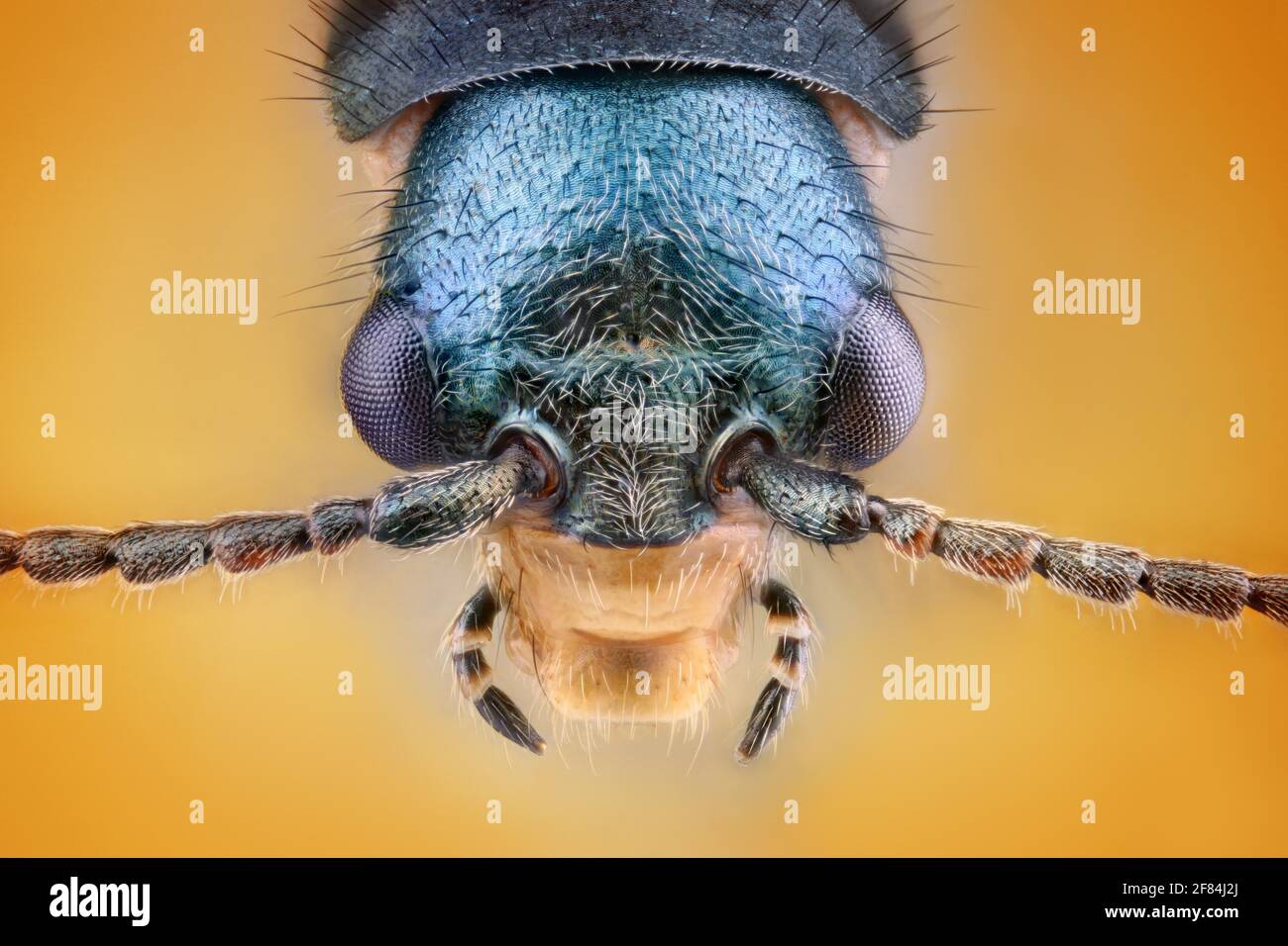 Weevil head hi-res stock photography and images - Alamy