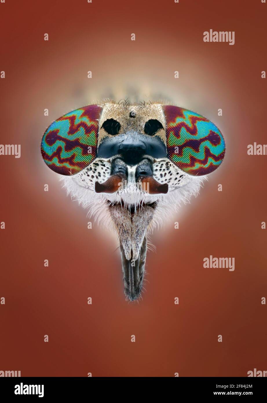 Head of a horsefly (Tabanidae) with typical banded eyes in frontal view ...