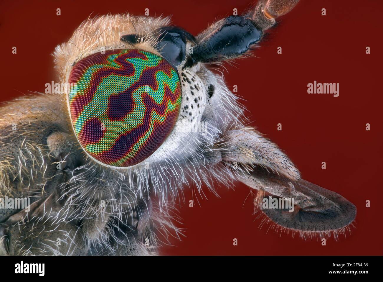Head of a rain brake (Tabanidae) with the typical colourful banded eyes ...