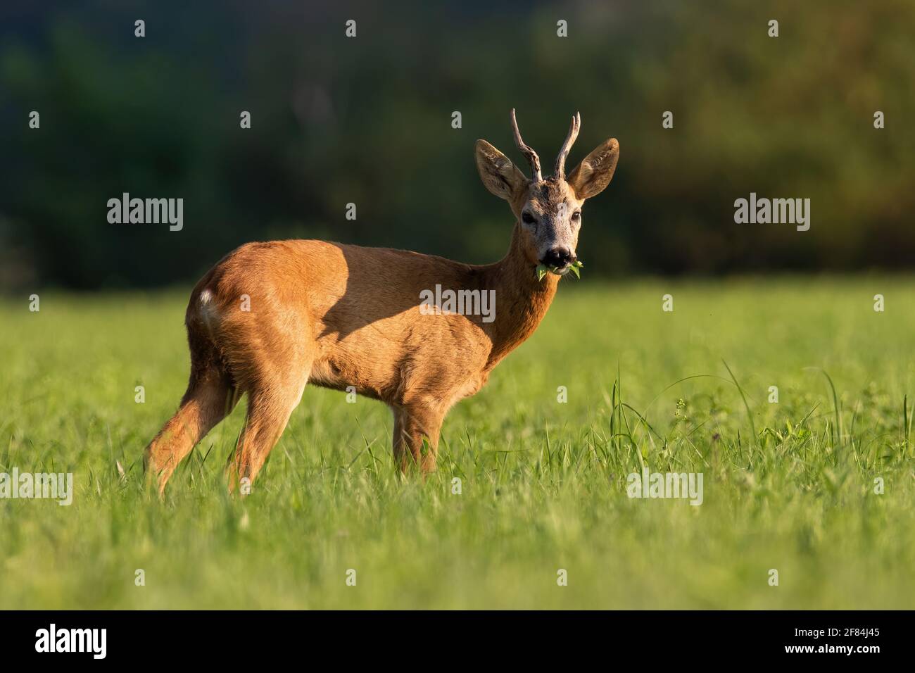 Chewing field hi-res stock photography and images - Alamy