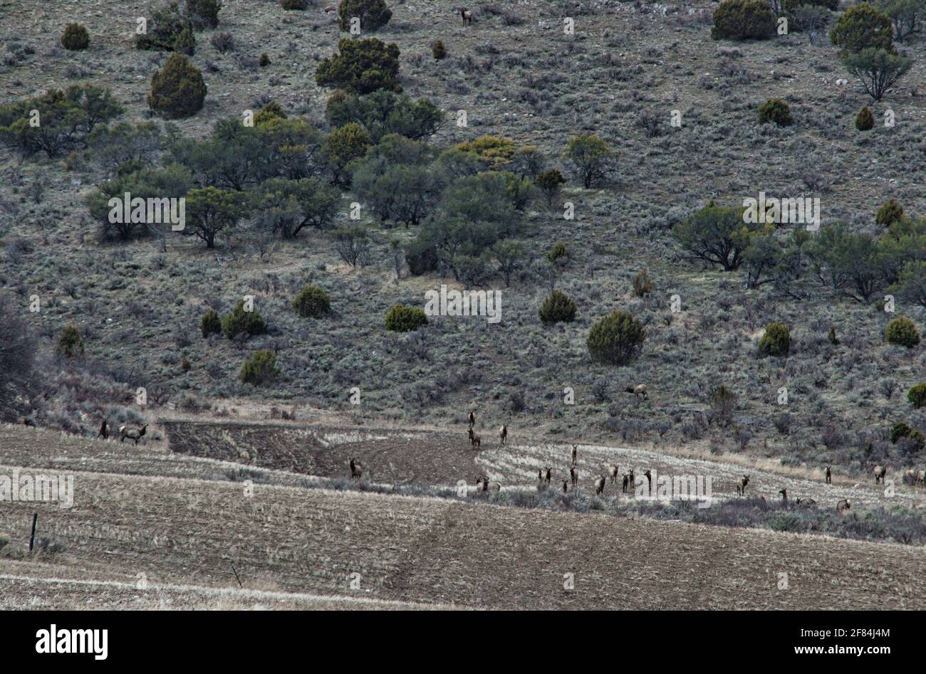 A mountainous landscape with various wild animals and bushes Stock ...