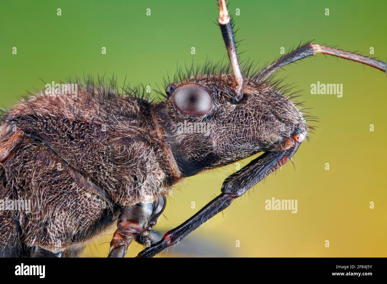 Bugs head hi-res stock photography and images - Alamy