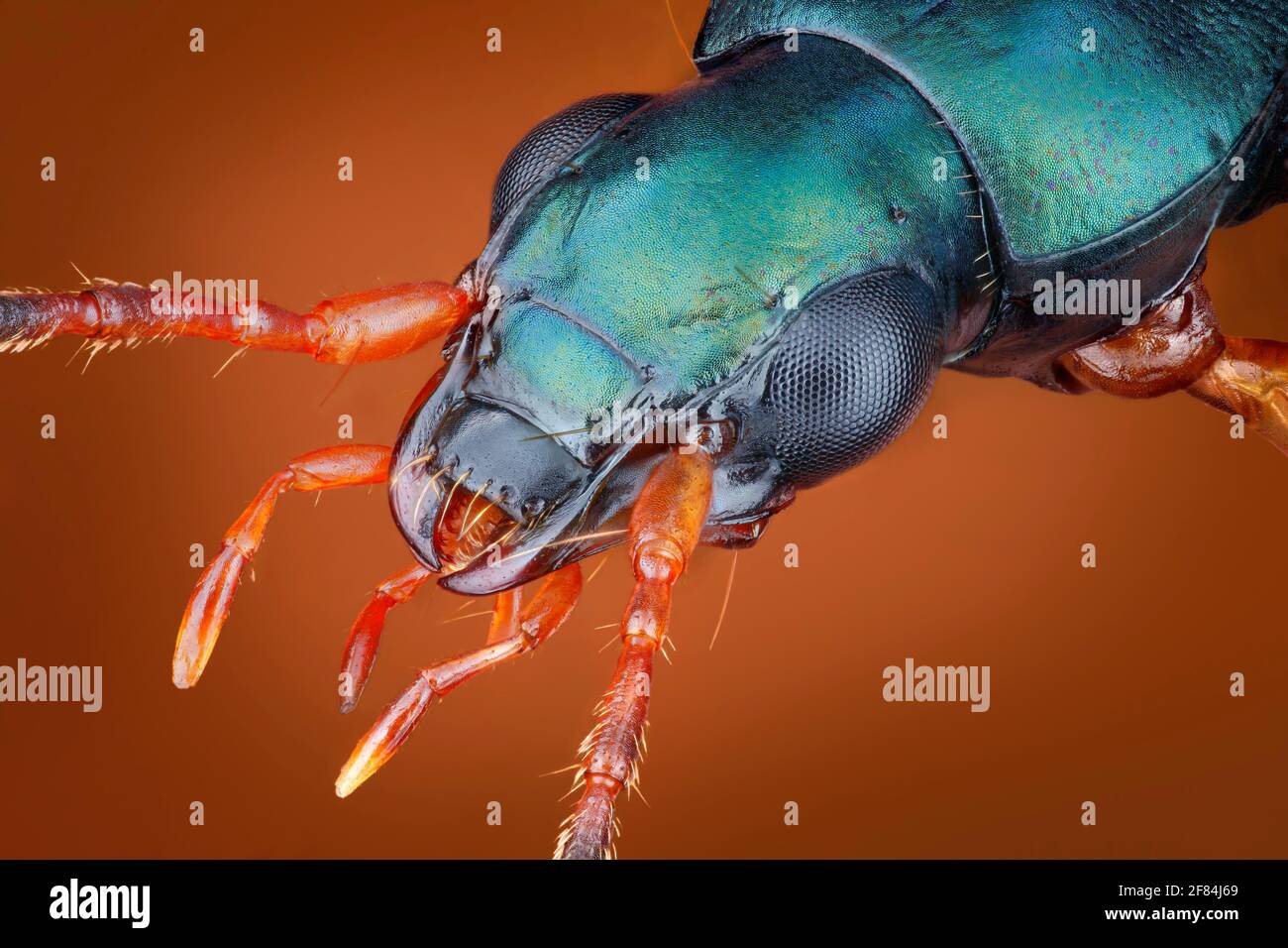 Close-up of a ground beetle (Anchomenus dorsalis) with metallic shiny ...