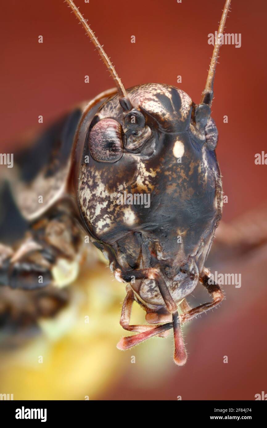 Cricket head shot hi-res stock photography and images - Alamy