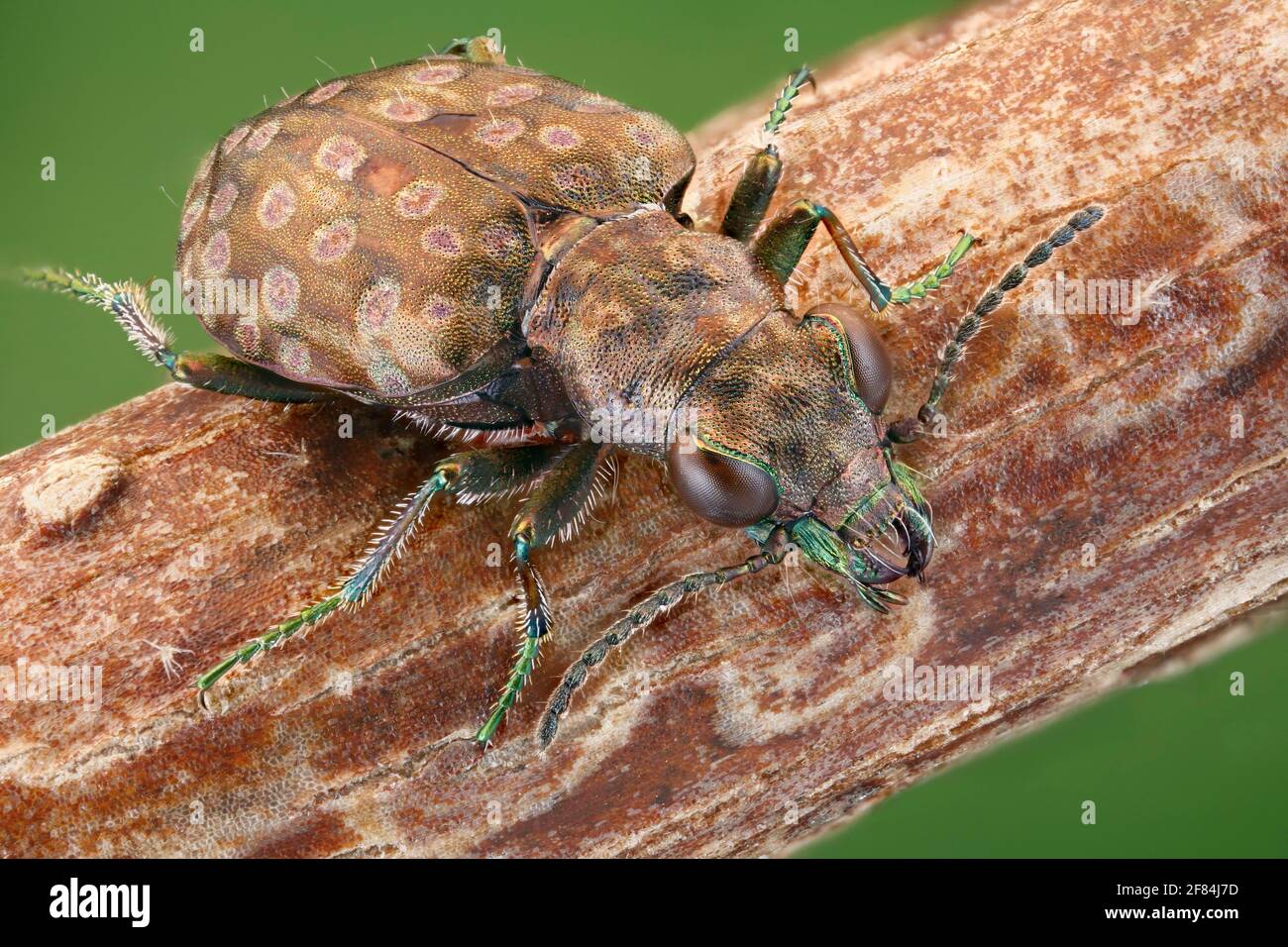Ground beetle (Elaphrus riparius) on a branch Stock Photo - Alamy