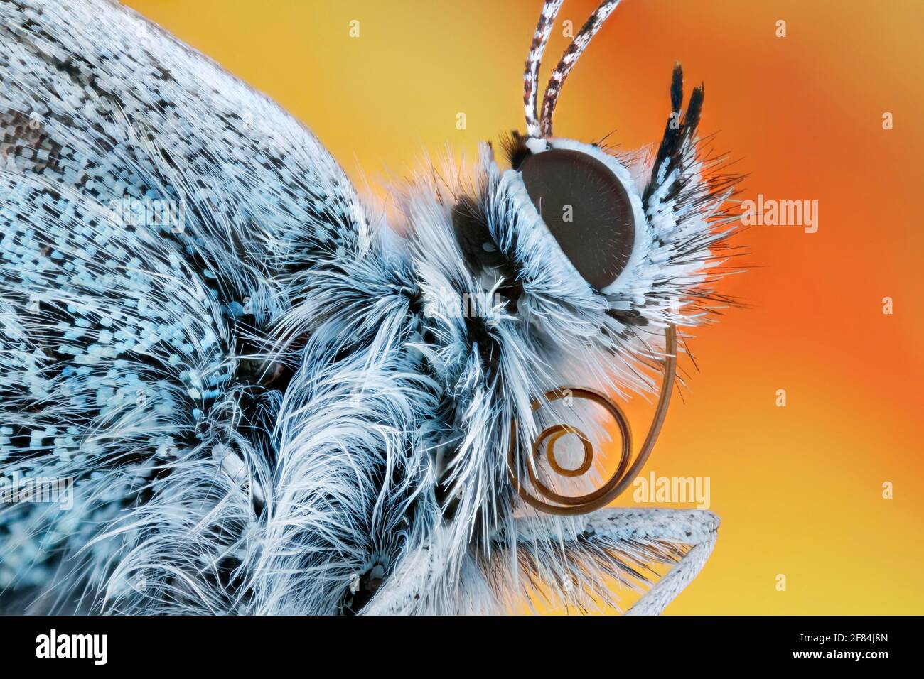 Butterfly Common blue butterfly (Polyommatus icarus) in side view Stock ...