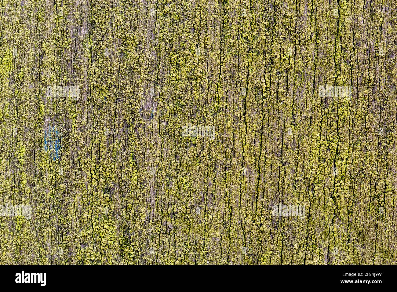 Moss Wood Material High Resolution Stock Photography and Images - Alamy
