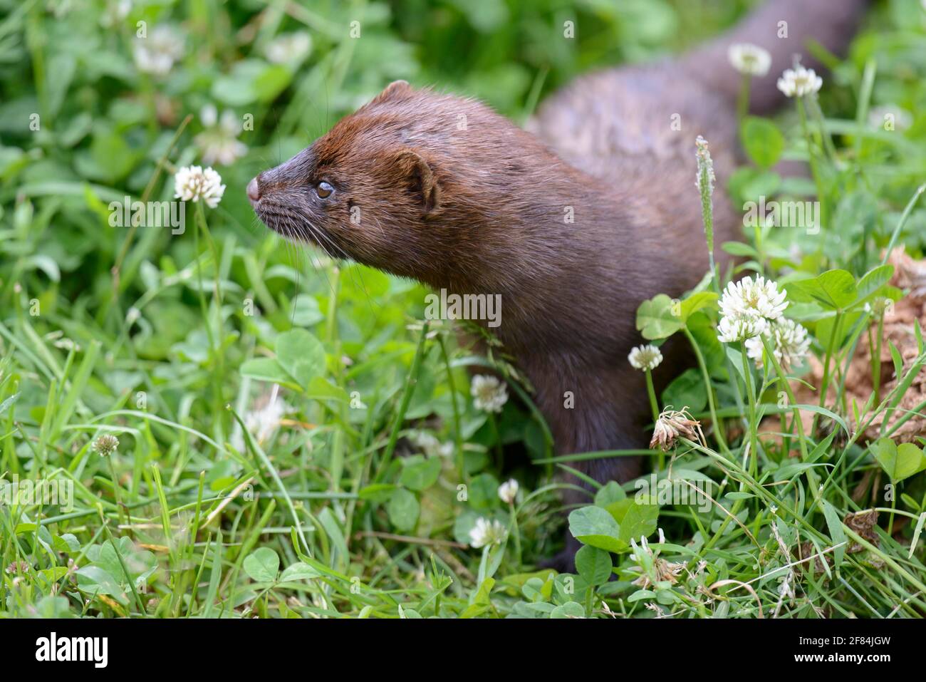 You out mink and it hi-res stock photography and images - Alamy
