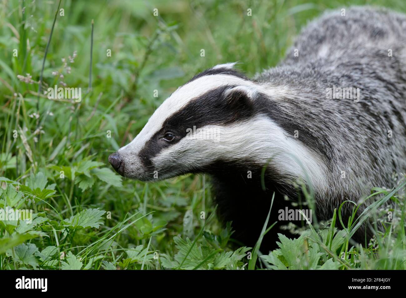 Hog badger hi-res stock photography and images - Alamy