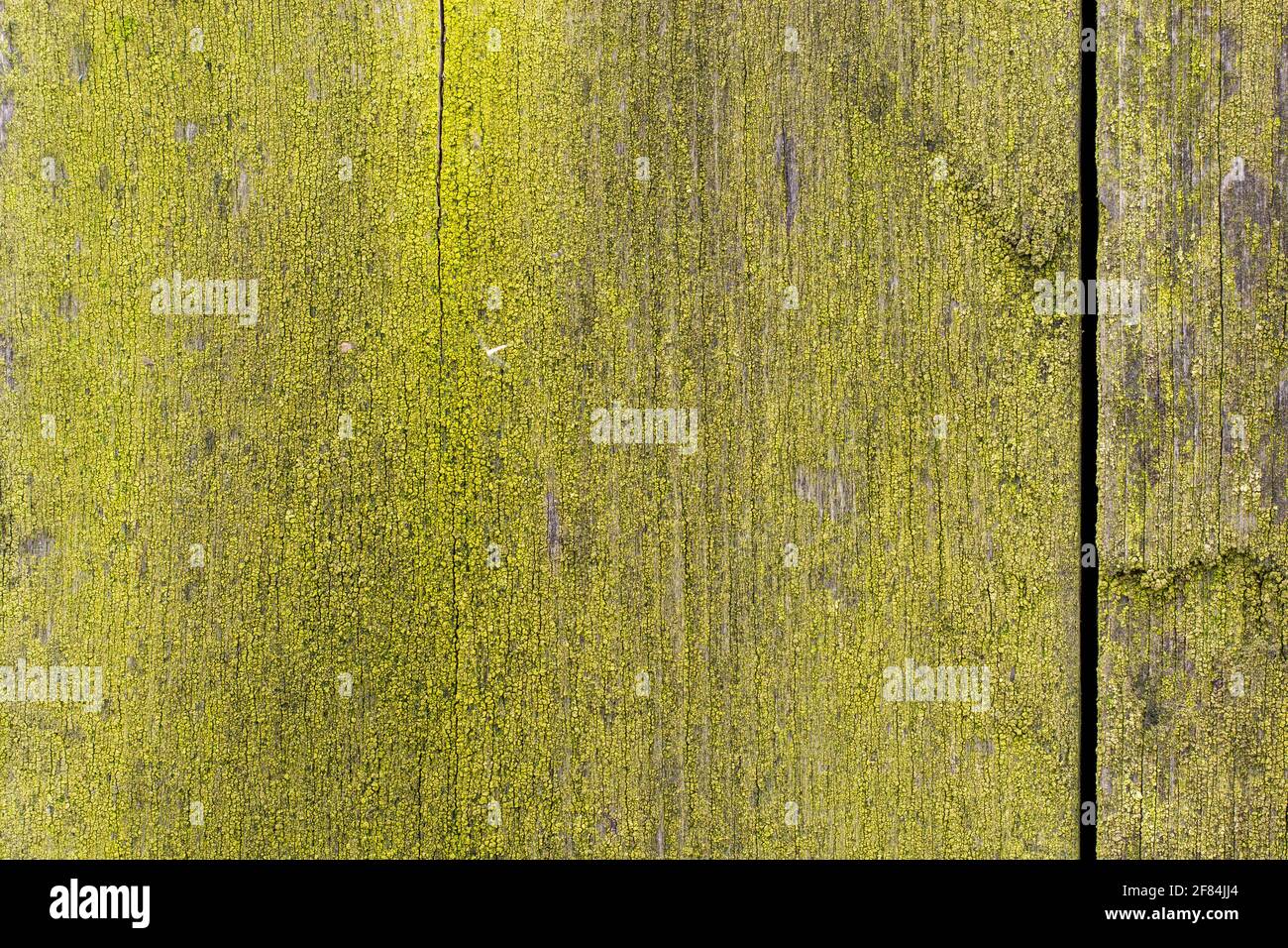 Mossy wood texture hi-res stock photography and images - Alamy