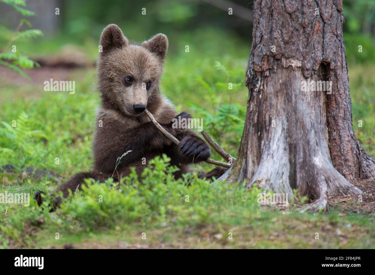 European Brown bear (Ursus arctos) young animal, Finland Stock Photo ...