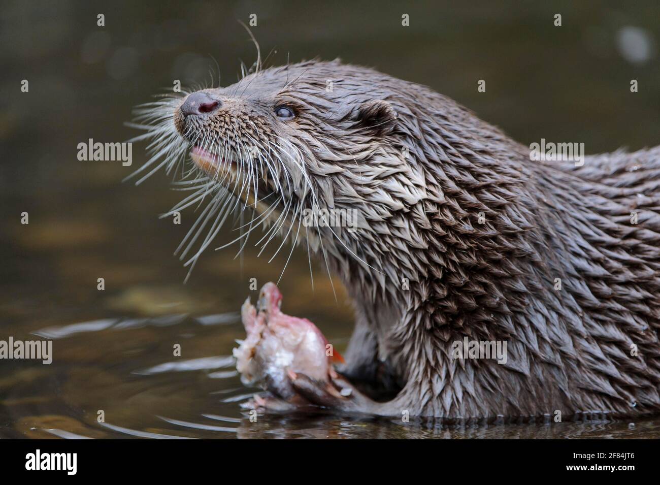 Eurasian Otter (Lutra lutra Stock Photo - Alamy