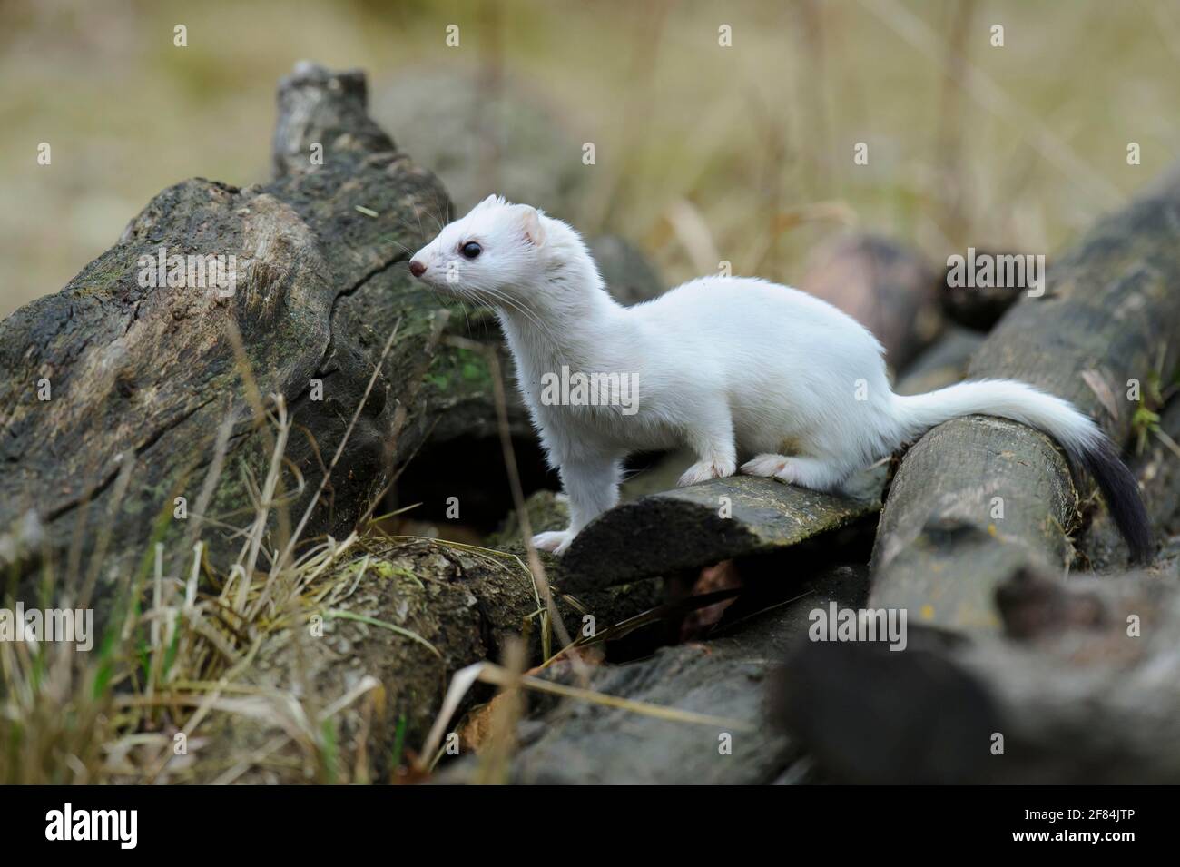 Out stand hi-res stock photography and images - Alamy