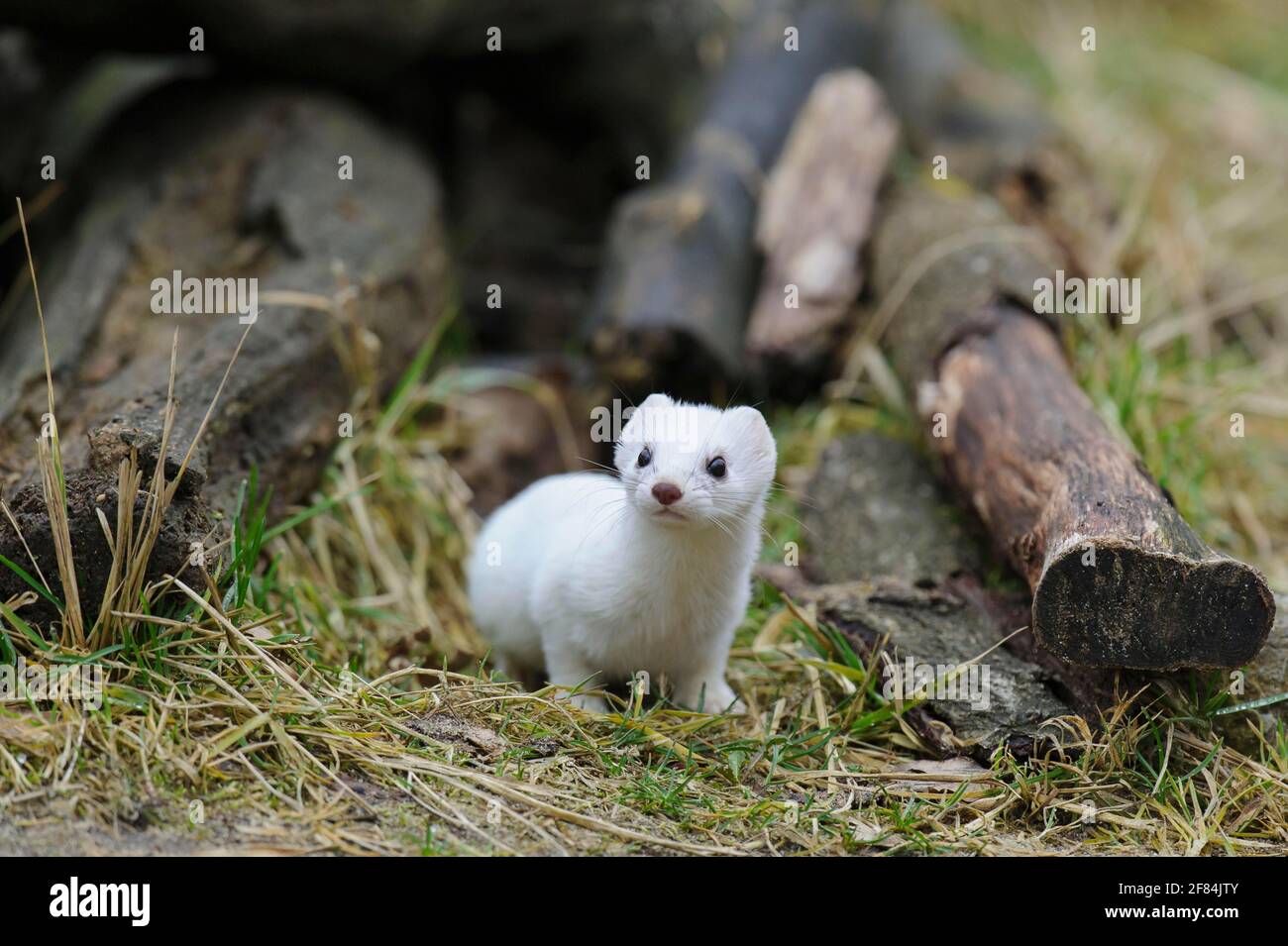 Out stand hi-res stock photography and images - Alamy