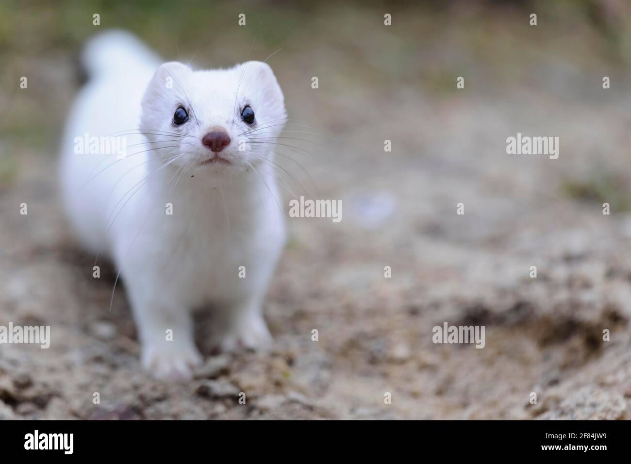 Ermine face hi-res stock photography and images - Alamy