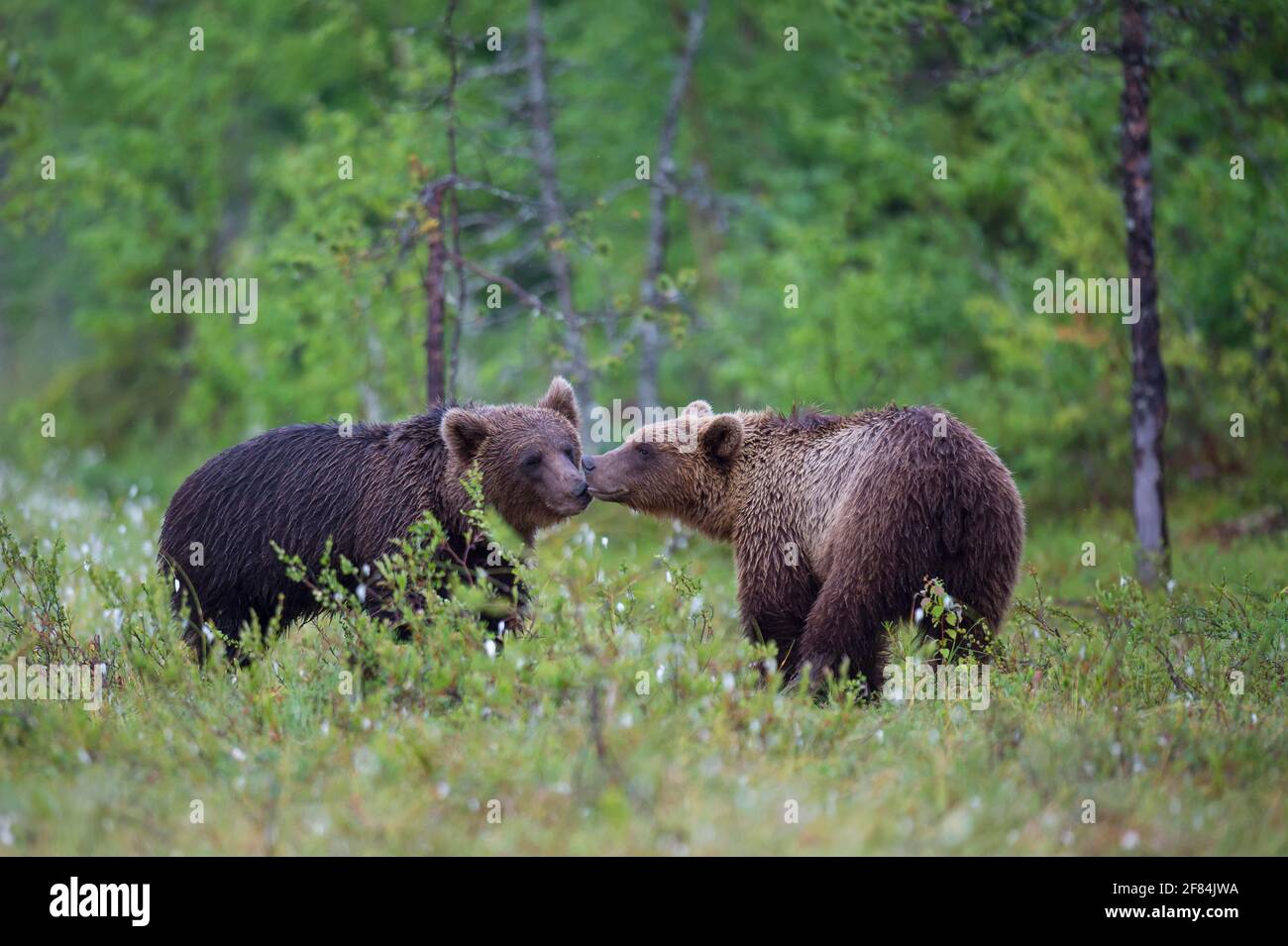 Couple brown bear ursus hi-res stock photography and images - Alamy