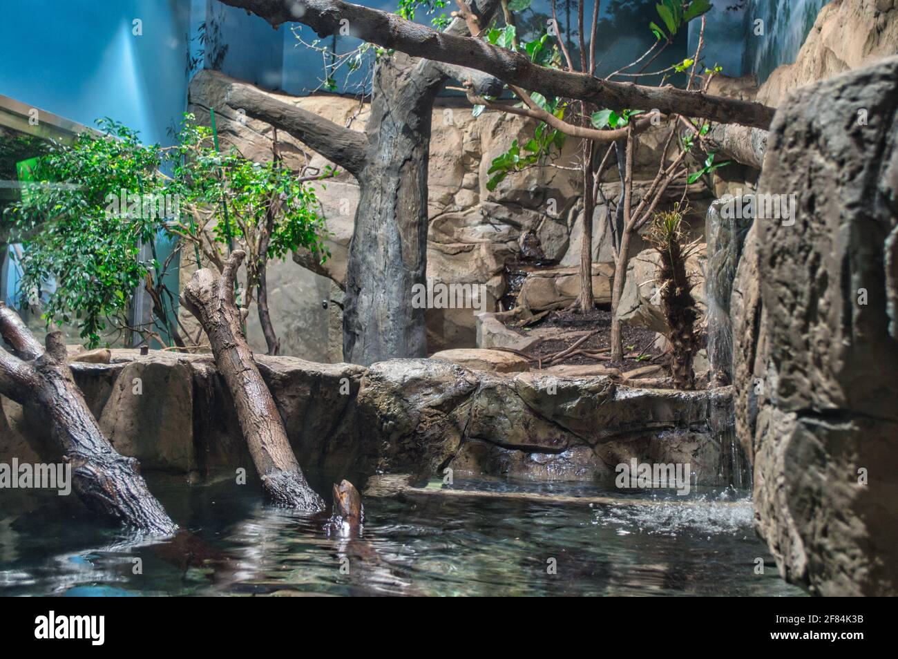 The inside of a zoo with a pool for snakes and rock formations Stock ...