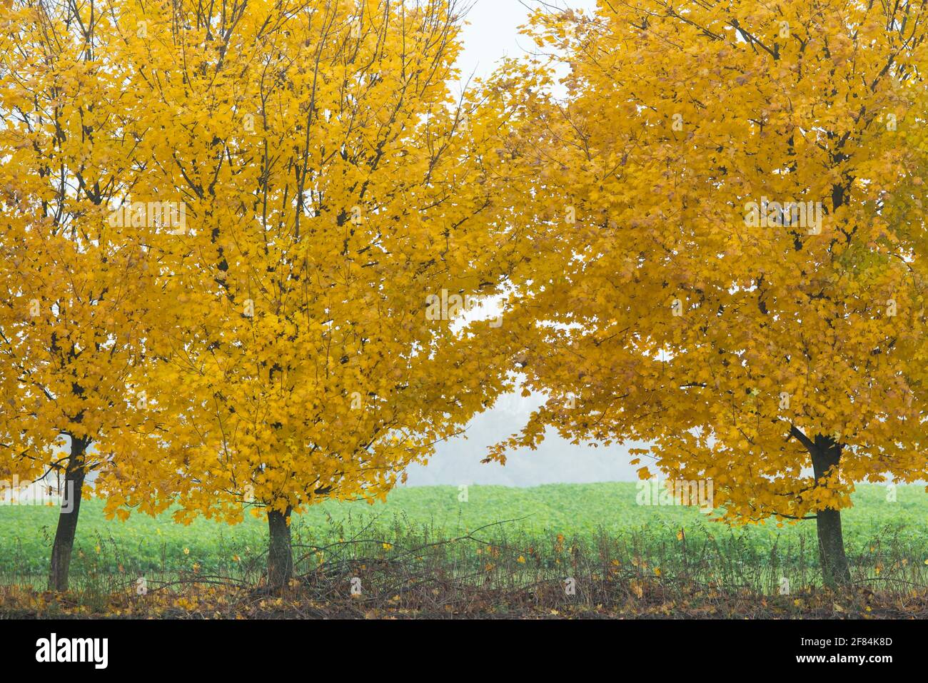 Field maple (Acer campestre) Visbek, Lower Saxony, Germany Stock Photo ...