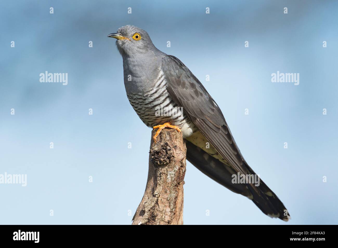 Adult male common cuckoo (Cuculus canorus Stock Photo - Alamy