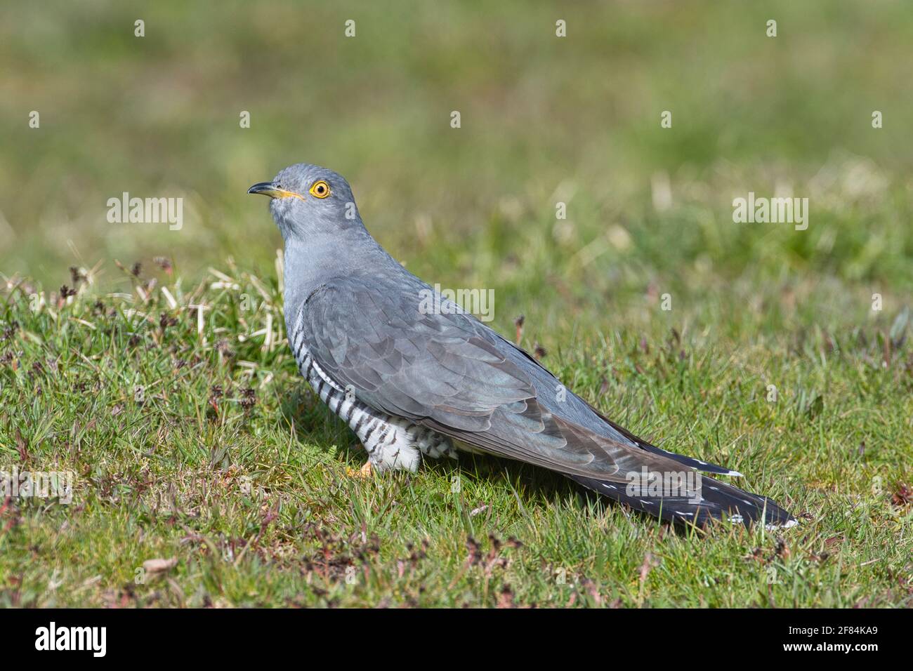Adult male common cuckoo (Cuculus canorus Stock Photo - Alamy