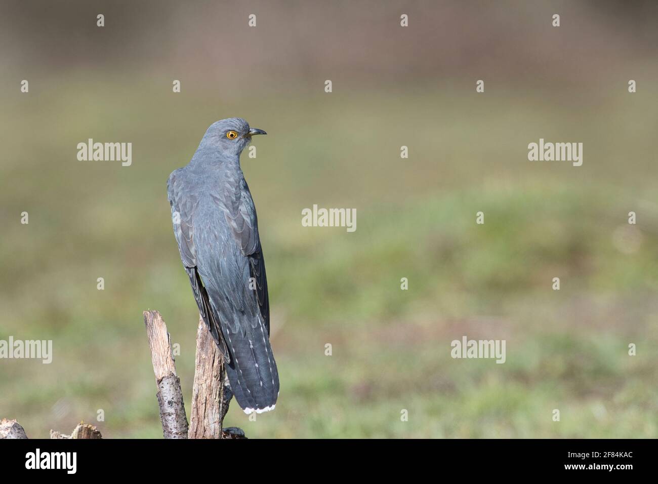 Adult male common cuckoo (Cuculus canorus Stock Photo - Alamy