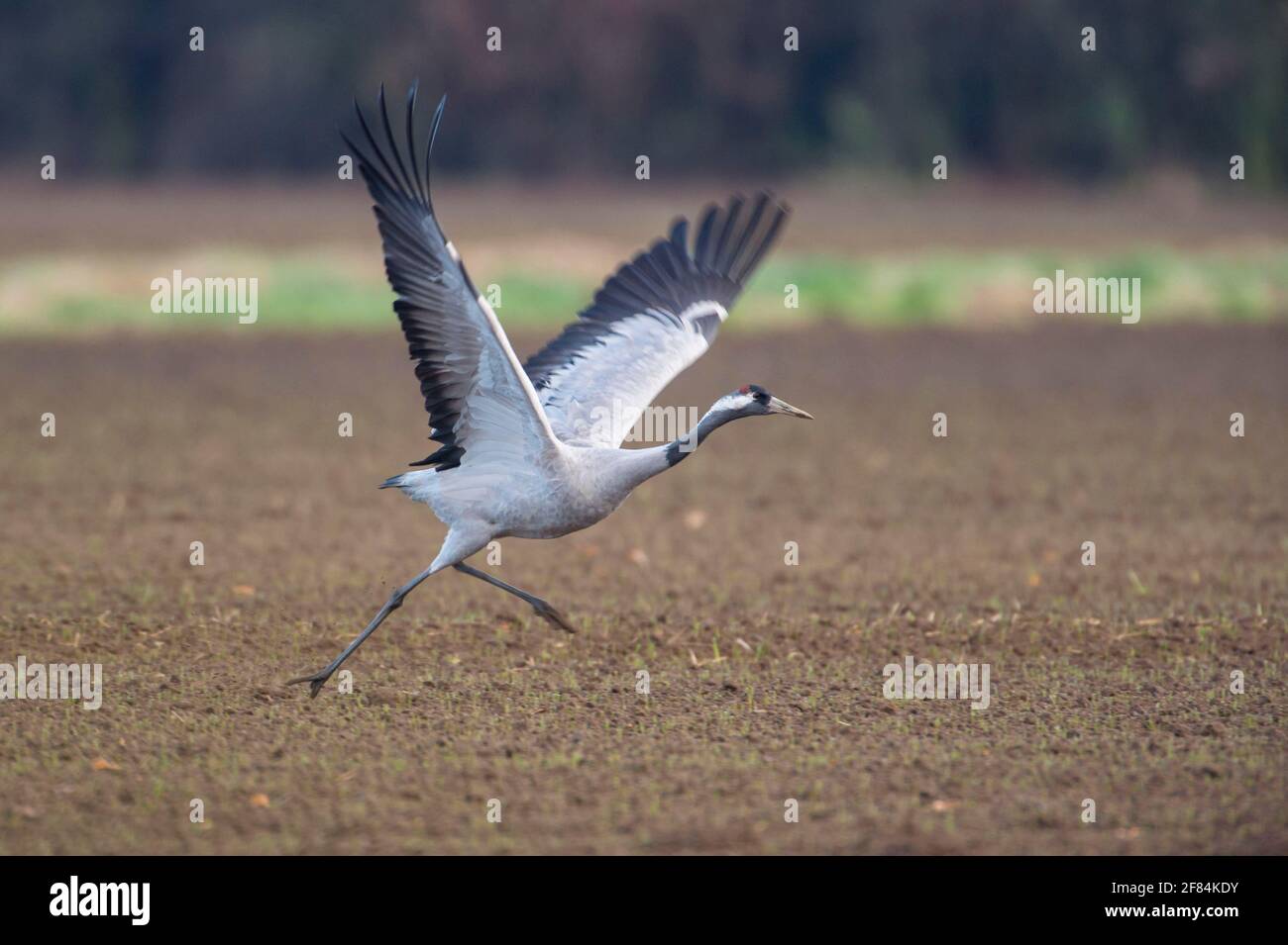 Swamp crane fly hi-res stock photography and images - Alamy