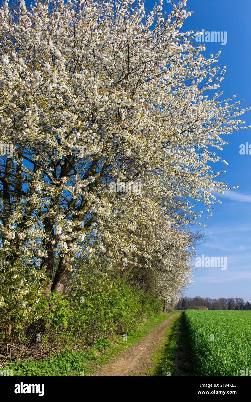 Flowering cherry trees in spring, Oldenburger Muensterland, Lower ...