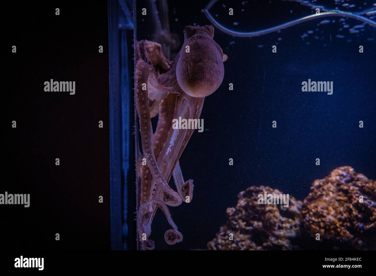 A breathtaking view of an octopus in the deep ocean Stock Photo - Alamy