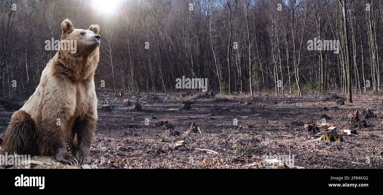 Deforestation Effects On Wild Animals