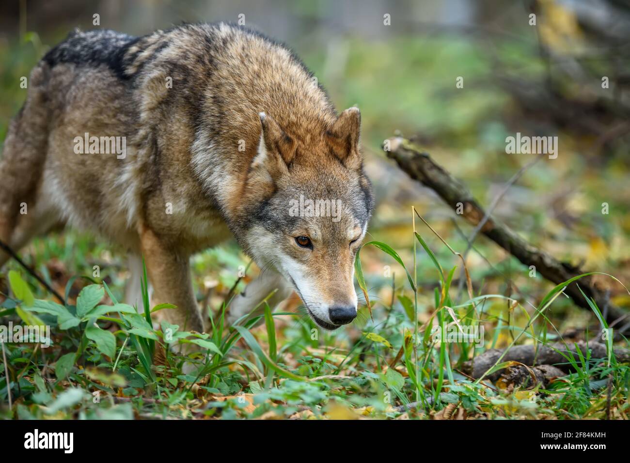 Timber wolf pack hi-res stock photography and images - Alamy