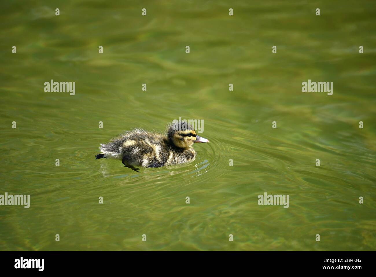 Duckling swimming in a pond Stock Photo - Alamy