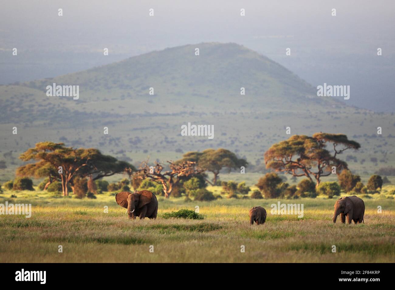 African elephant (Loxodonta africana), group, savannah, fog, trees ...