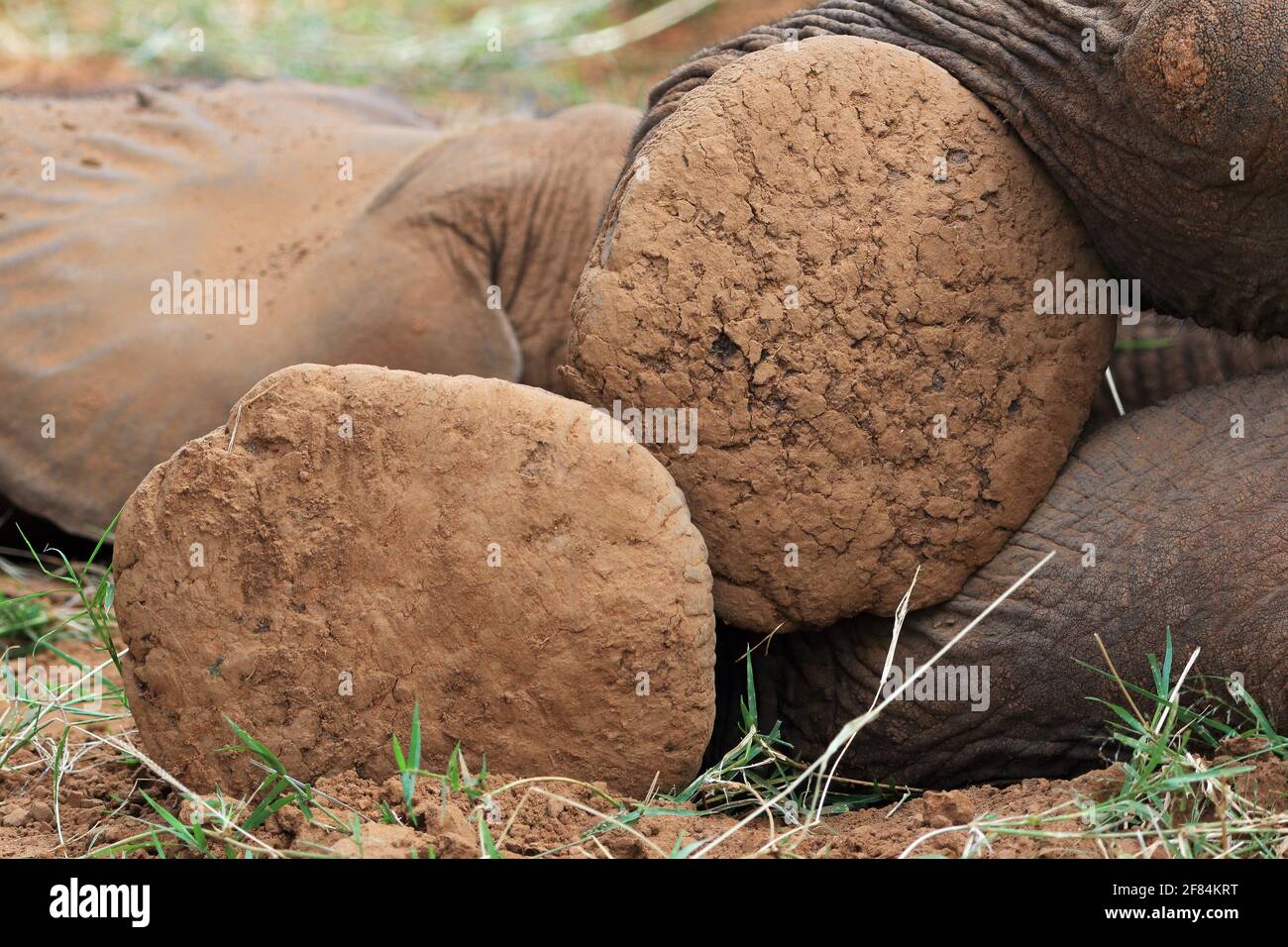 African elephant (Loxodonta africana), foot sole, Samburu National ...