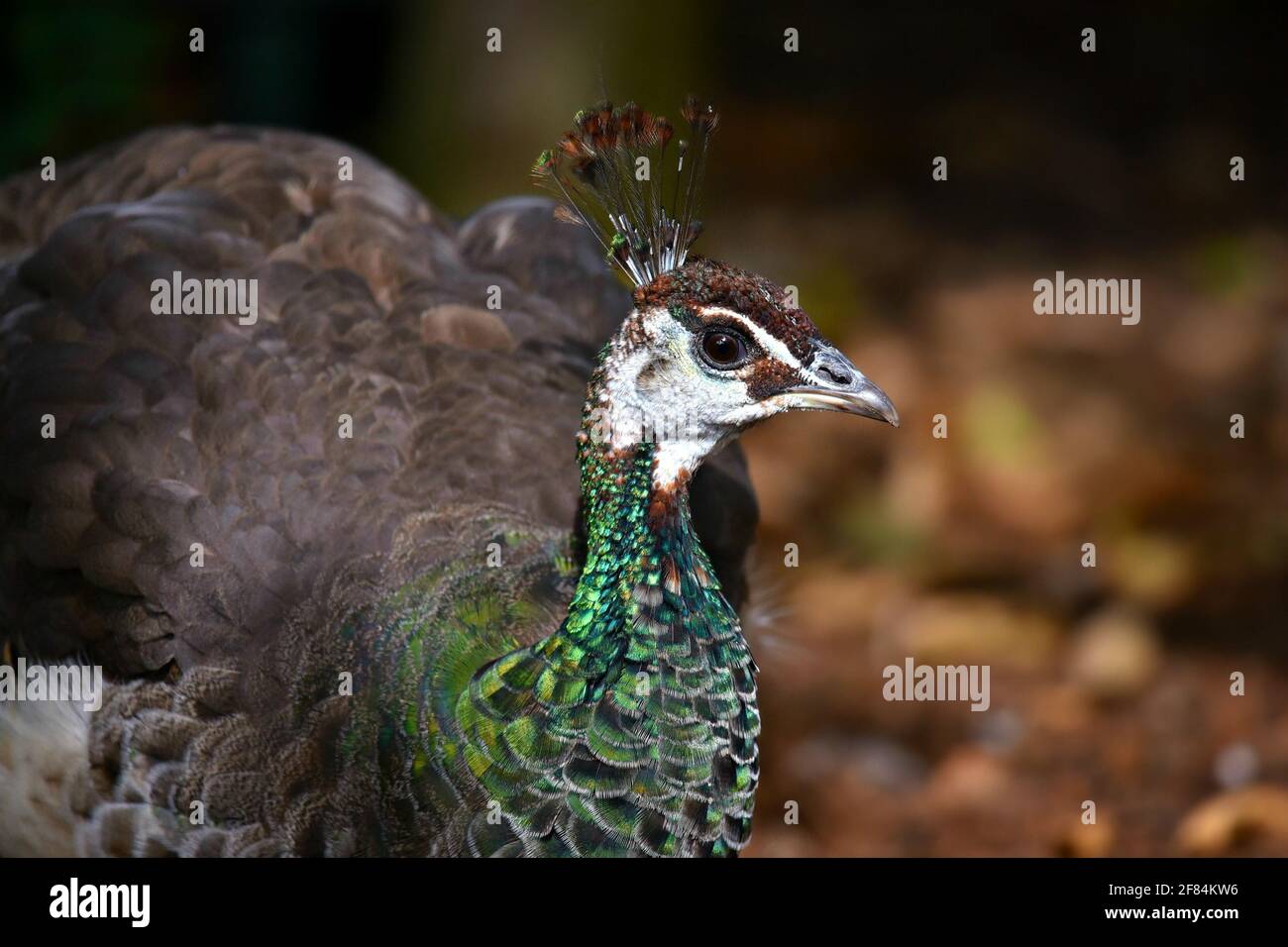 Pavo cristatus (Common peafowl) female on a natural background portrait ...