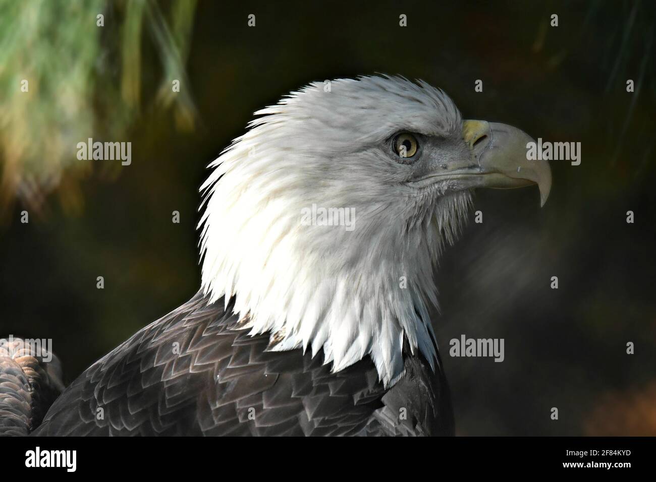 Haliaeetus leucocephalus (Bald eagle) a bird of prey portrait Stock ...