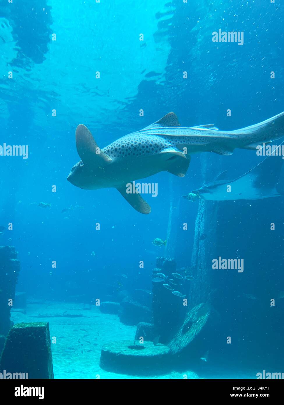 Graceful shark hi-res stock photography and images - Alamy