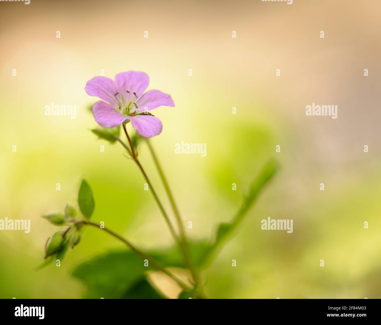 Wild Geranium (Gernamium maculatum) - Hall County, Georgia. Wild ...